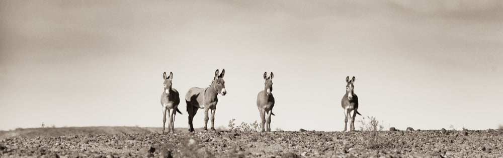 THE ART OF THE WILD BURRO – Caroline Christie