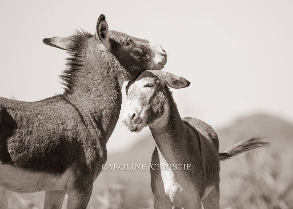 Wild Burro Photos – Caroline Christie